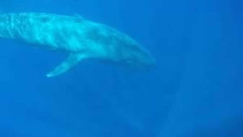 Trincomalee: Snorkeling Adventure with Whales - Exploring the Trincomalee Whale Snorkeling Tour in Depth