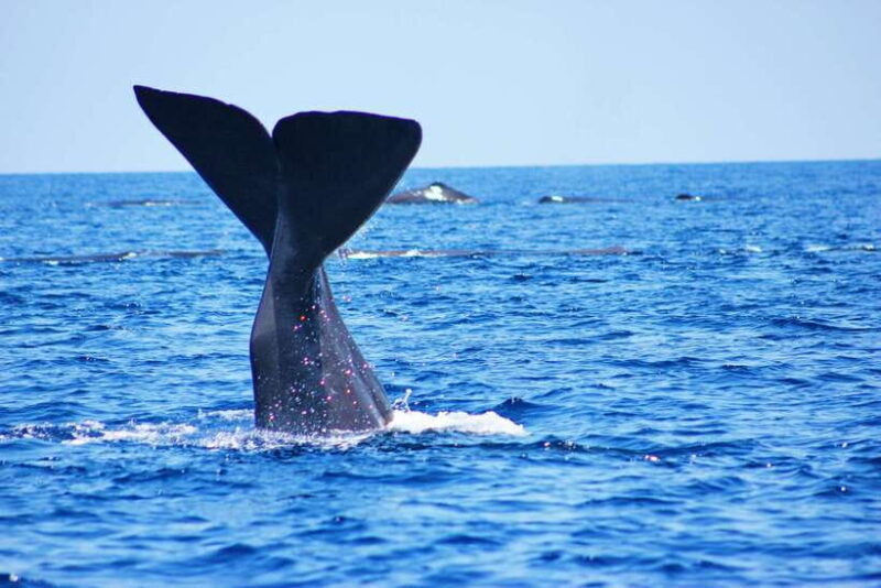 Trincomalee: Whale & Dolphin Safari Tour with Expert Guides - Introduction
