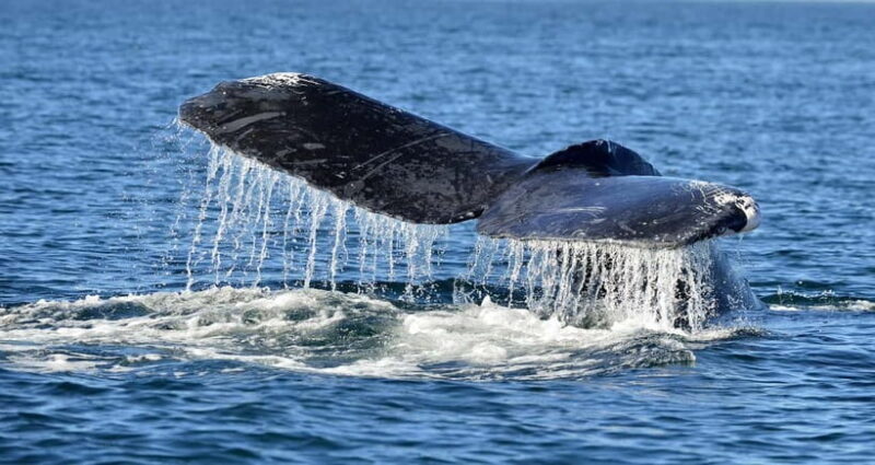 Trincomalee: Whale & Dolphin Safari Tour with Expert Guides - Key Points