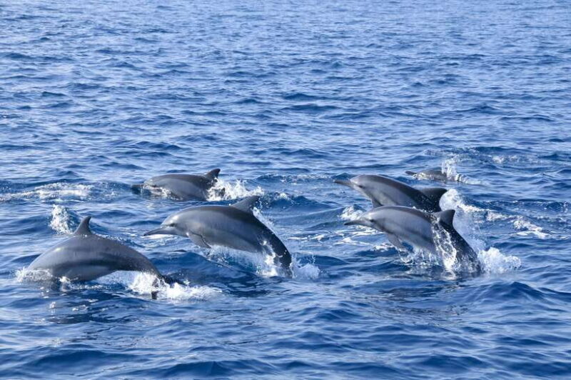 Trincomalee: Whale & Dolphin Safari Tour with Expert Guides - Who Should Book This Tour?