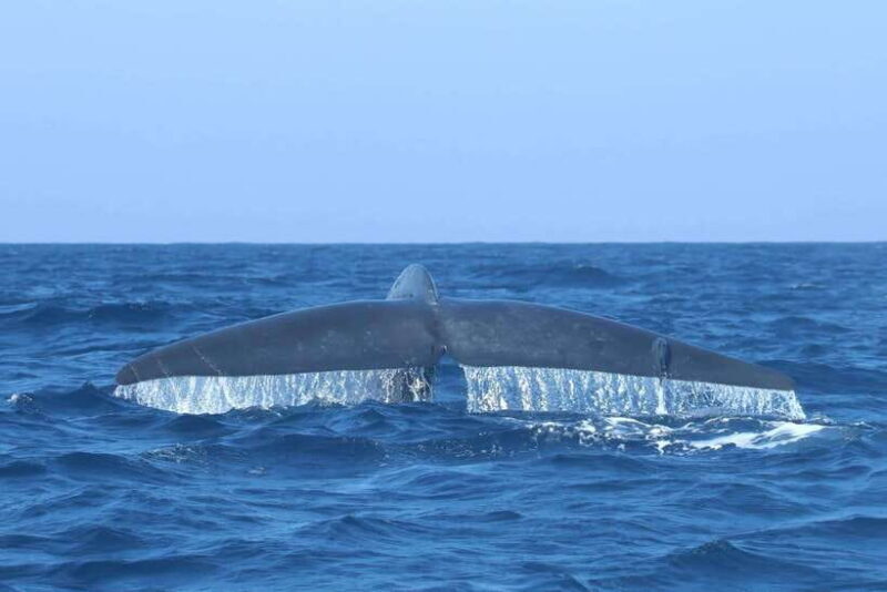 Trincomalee: Whale & Dolphin Safari Tour with Expert Guides - FAQ