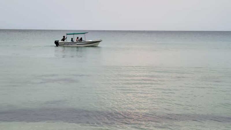 Trincomalee: Whales & Dolphin Watching Tours - Wildlife Encounters: What You Might See