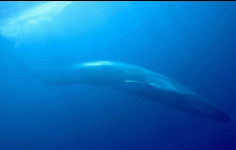 Trincomalee: Whales & Dolphin Watching Tours - Value and Cost