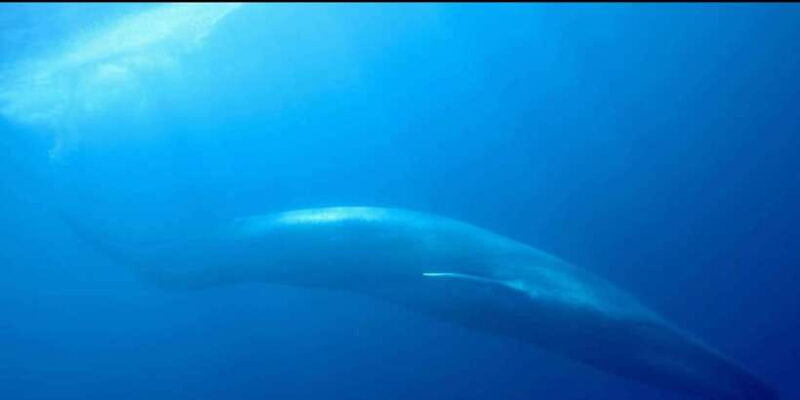 Trincomalee: Whales & Dolphin Watching Tours - Complementary Considerations and Tips