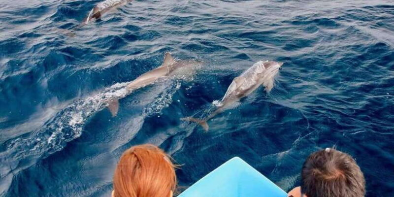 Trincomalee: Whales & Dolphin Watching Tours - Authentic Experience and Traveler Feedback
