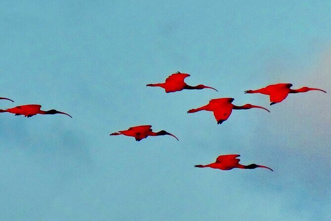 Trinidad and Tobago Flamingos, Scarlet Ibis Tour - Key Points