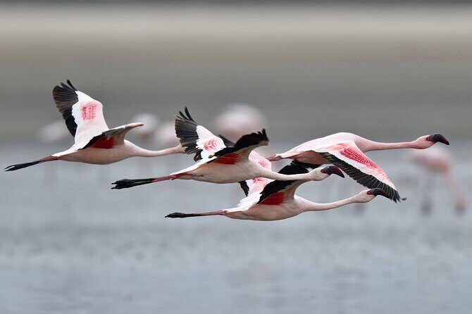 Trinidad and Tobago Flamingos, Scarlet Ibis Tour - The Itinerary: What You Can Expect