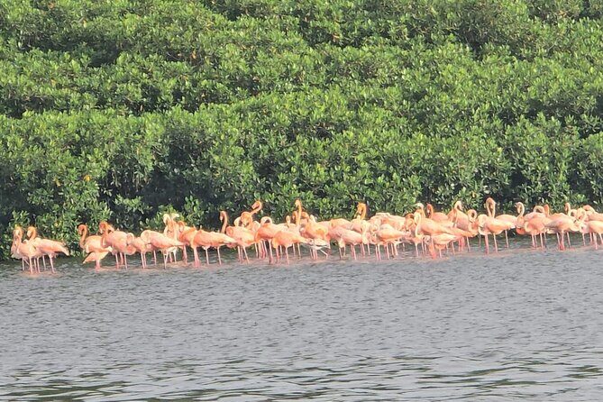 Trinidad and Tobago Flamingos, Scarlet Ibis Tour - Practical Aspects: Value, Comfort, and Considerations