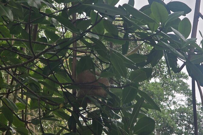 Trinidad and Tobago Flamingos, Scarlet Ibis Tour - Authentic Feedback and Insights