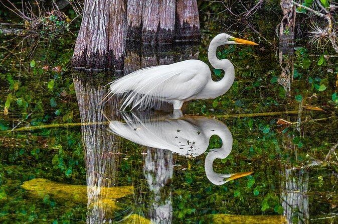 Trinidad and Tobago Flamingos, Scarlet Ibis Tour - Who Should Consider This Tour?