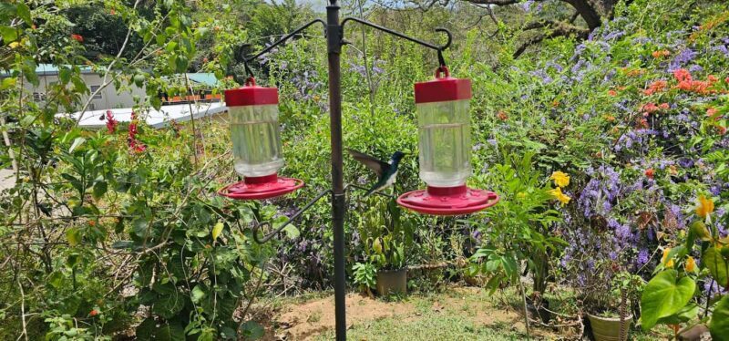 Trinidad: Birding Day Tour with Yerette and Caroni - Key Points