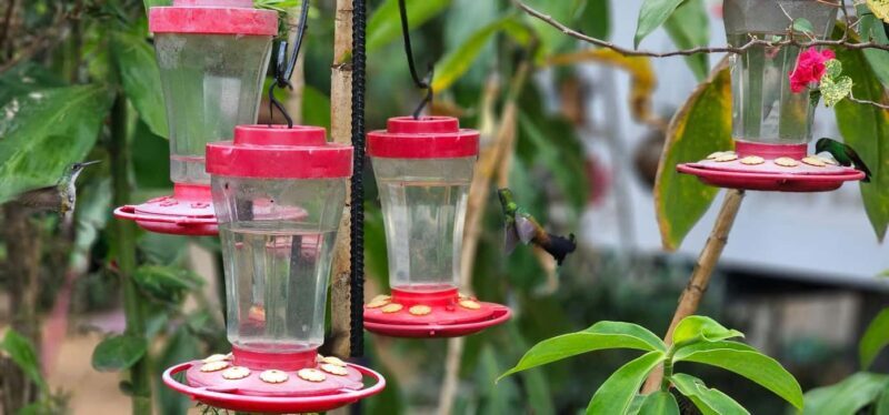 Trinidad: Birding Day Tour with Yerette and Caroni - A Full Breakdown of the Tour Experience