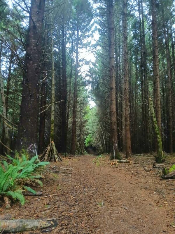 Trinidad: Elk Head Trail Guided Nature Walking Tour - An Authentic Coastal Experience