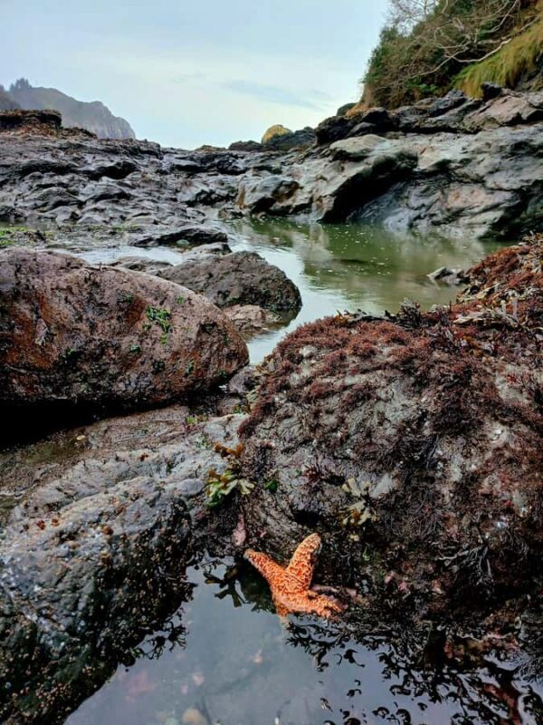 Trinidad: Elk Head Trail Guided Nature Walking Tour - Value & Practical Tips