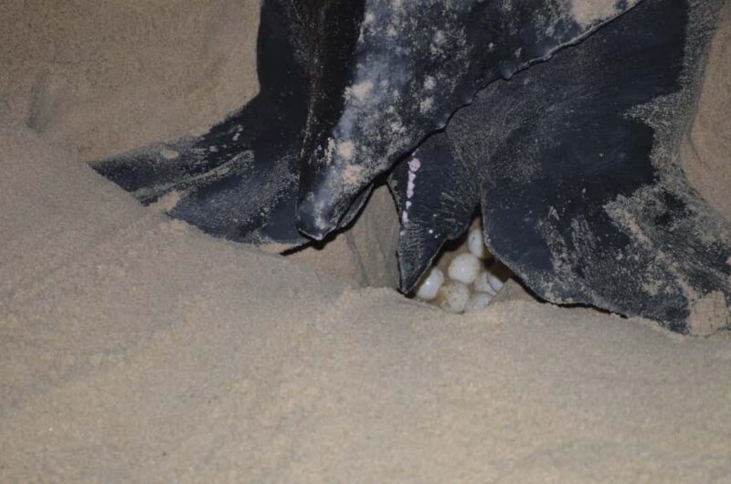 Trinidad: Leatherback Turtle Migration Observation - Key Points
