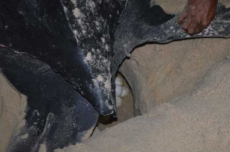 Trinidad: Leatherback Turtle Migration Observation - A Closer Look at the Experience