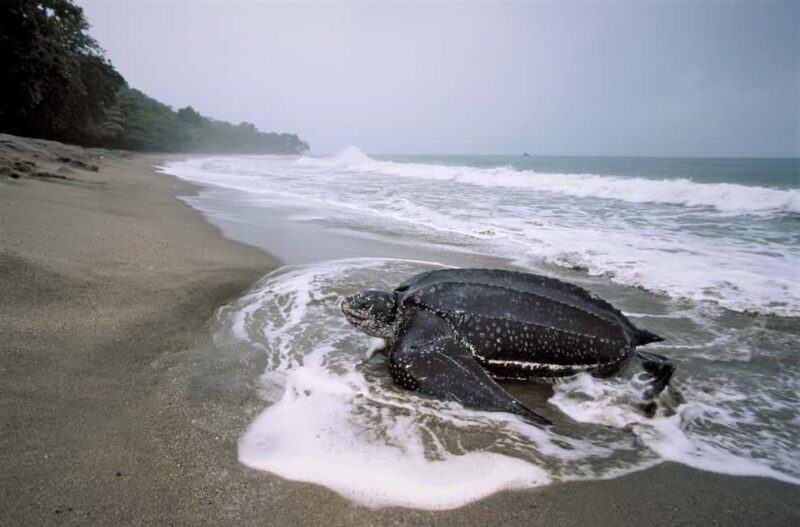 Trinidad: Leatherback Turtle Migration Observation - FAQ