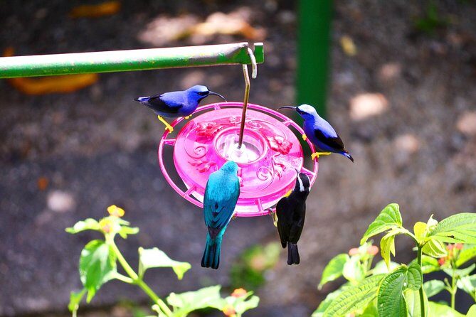 Trinidad Nature and Asa Wright Center Full-Day Tour from Port of Spain - An Authentic Day in the Rainforest