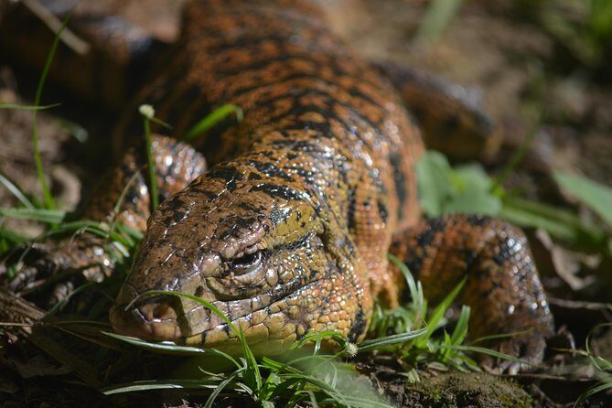 Trinidad Nature and Asa Wright Center Full-Day Tour from Port of Spain - Practical Details and Value
