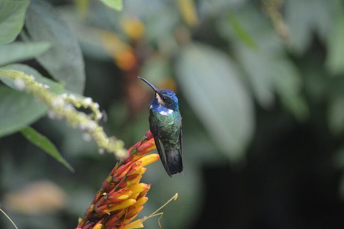 Trinidad Nature and Asa Wright Center Full-Day Tour from Port of Spain - Transportation and Comfort