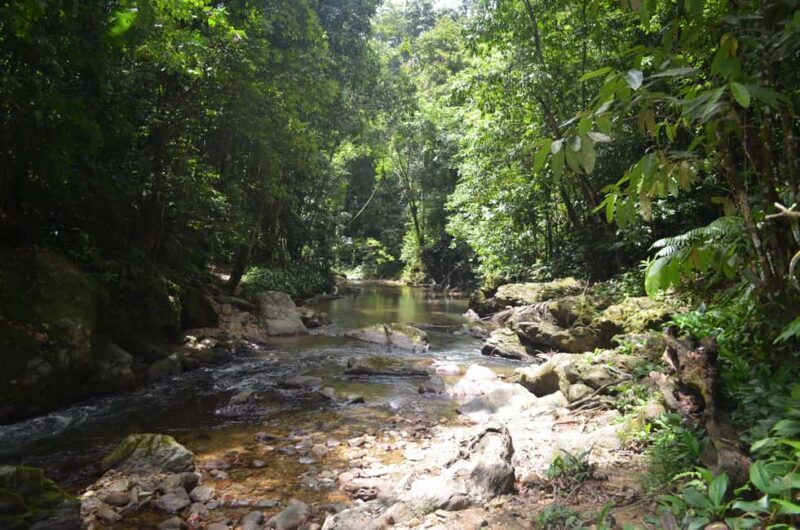 Trinidad: Rainforest Hike to Avocat Waterfall - The Itinerary: What to Expect
