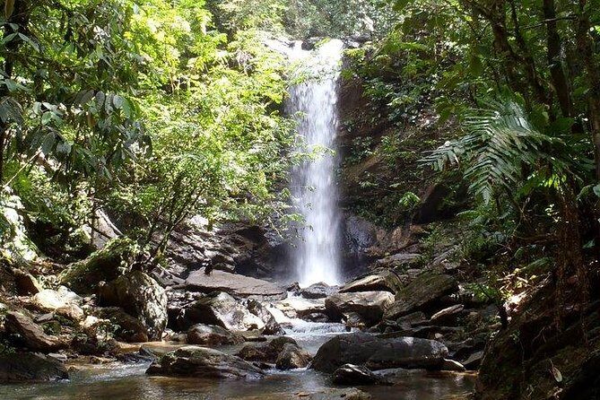 Trinidad Rainforest Hike to Waterfall - Key Points