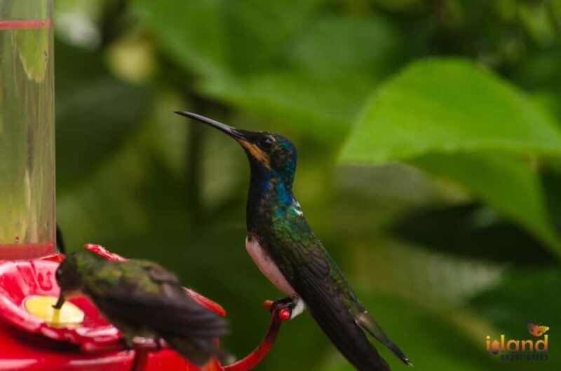 Trinidad: The Humming Bird Experience - Key Points