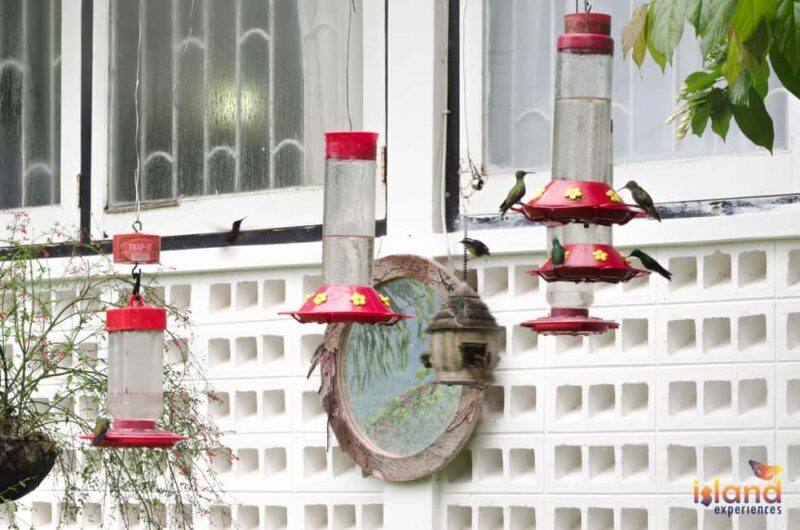 Trinidad: The Humming Bird Experience - What to Expect from the Tour