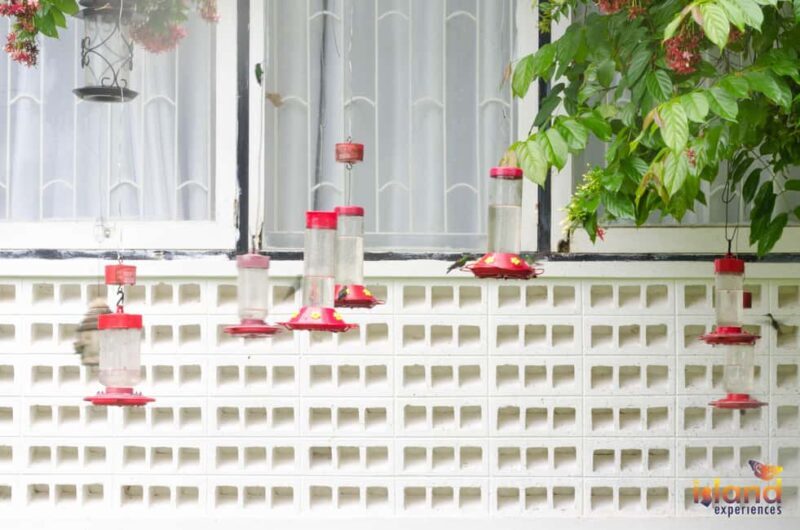 Trinidad: The Humming Bird Experience - What Reviewers Say