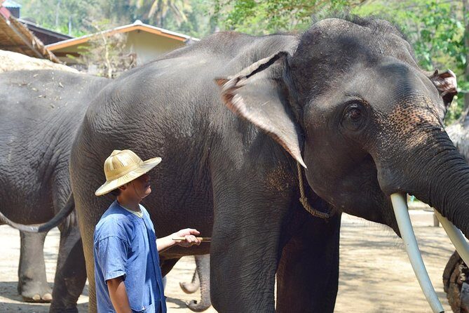 Trip with local driver Lampang-Lampoon - The Sum Up: Who Is This Tour Best For?