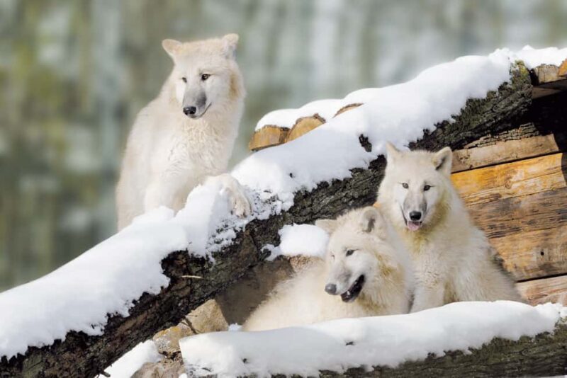 Tripsdrill Wildlife Park: Admission Ticket - Key Points