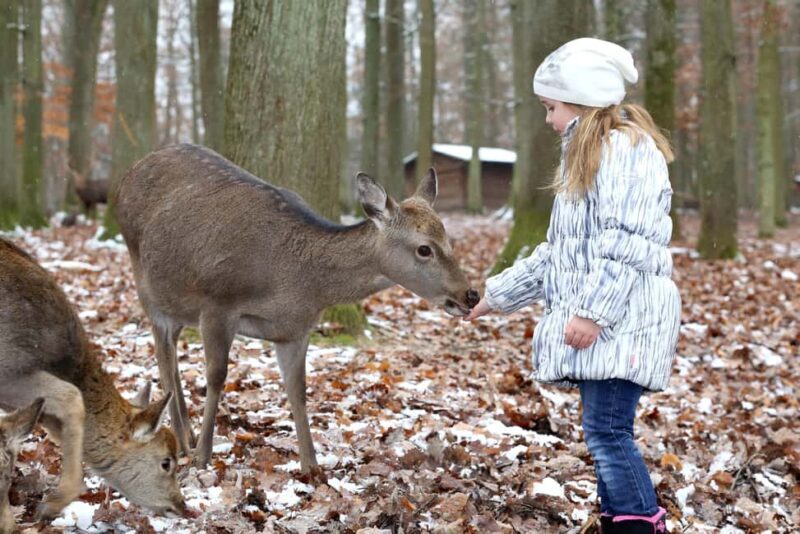 Tripsdrill Wildlife Park: Admission Ticket - A Closer Look at Tripsdrill Wildlife Park