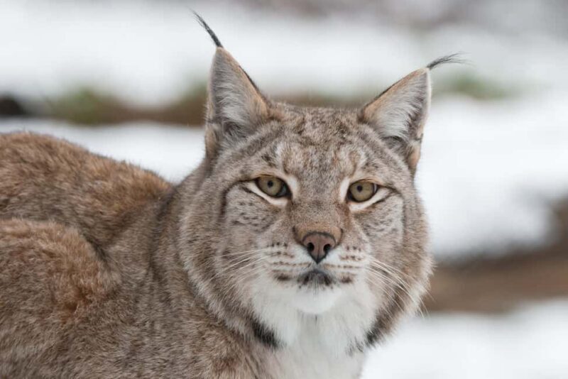Tripsdrill Wildlife Park: Admission Ticket - The Sum Up