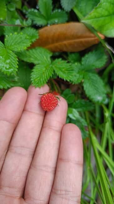 Triund Day hike | Alt 2870 Mtr - Who This Tour Is Best For