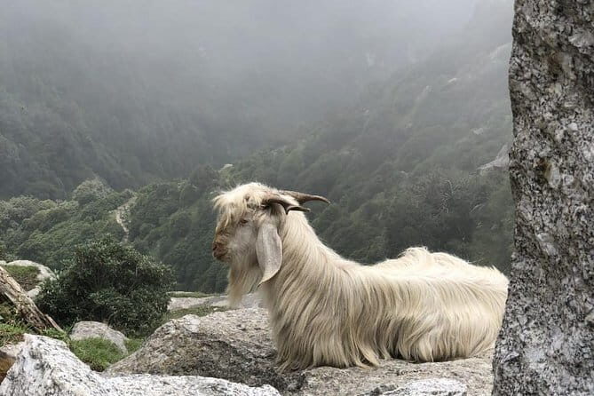 Triund Trek - The Itinerary in Detail