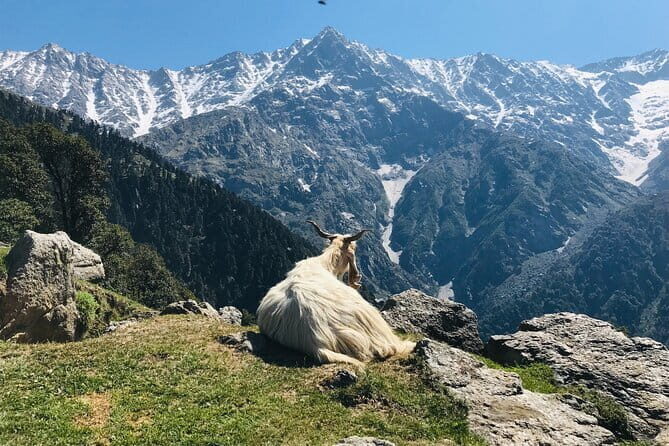 Triund Trek with Manu Adventures India - Overview: An inviting Himalayan Escape