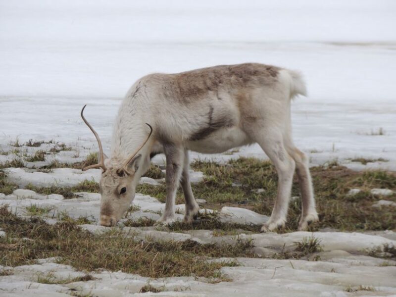 Tromso: All-Inclusive Arctic Fjords and Sommarøy Scenic Tour - The Return Journey and Surprises