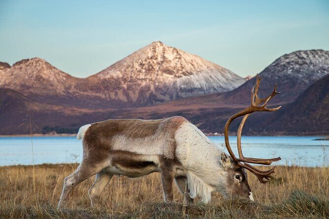 Tromsø: Arctic Landscapes Hiking / Snowshoeing Tour in the wild - Authentic, Well-Paced Arctic Adventure