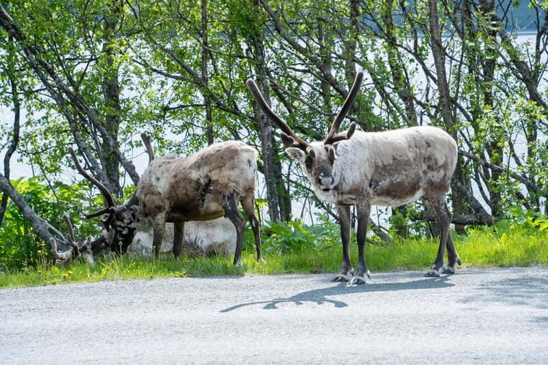 Tromsø: Artic Fjord tour - Key Points