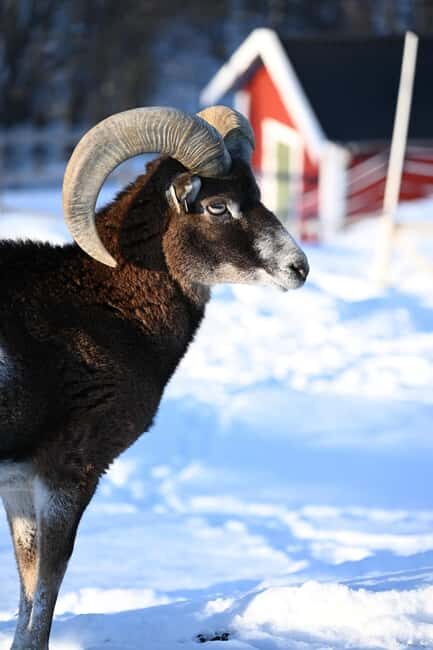 Tromsø: Cosy Farm Visit with a Chance of Northen Lights - An honest look at what this tour offers
