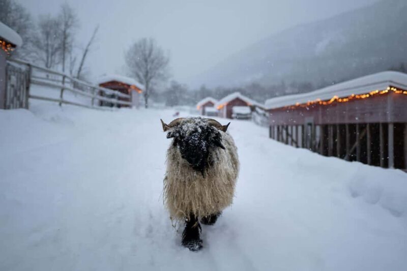 Tromsø: Cosy Farm Visit with a Chance of Northen Lights - The Sum Up