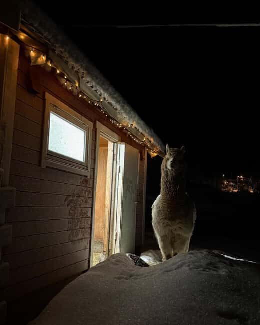 Tromsø: Cosy Farm Visit with a Chance of Northen Lights - FAQ