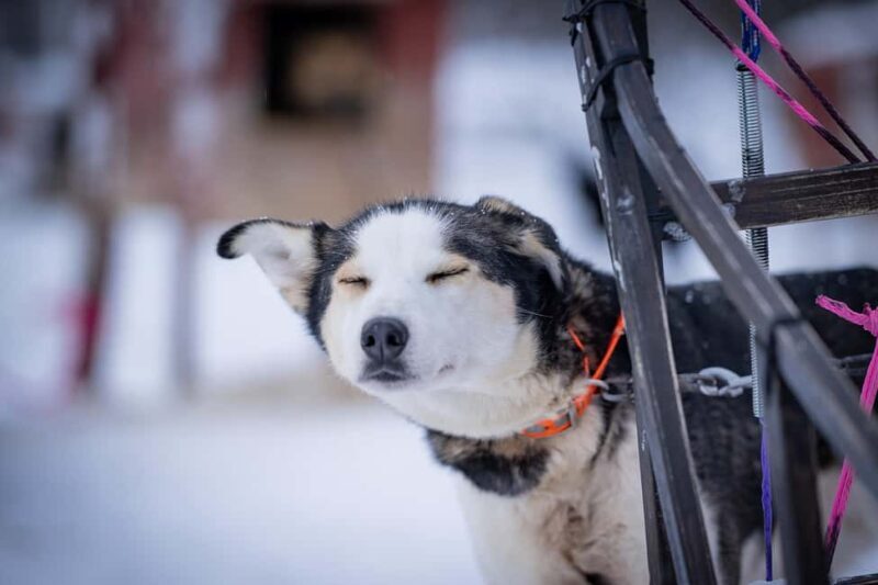 Tromsø: Dog Sledding Adventure at Camp Aspemo - Practical Aspects of the Tour