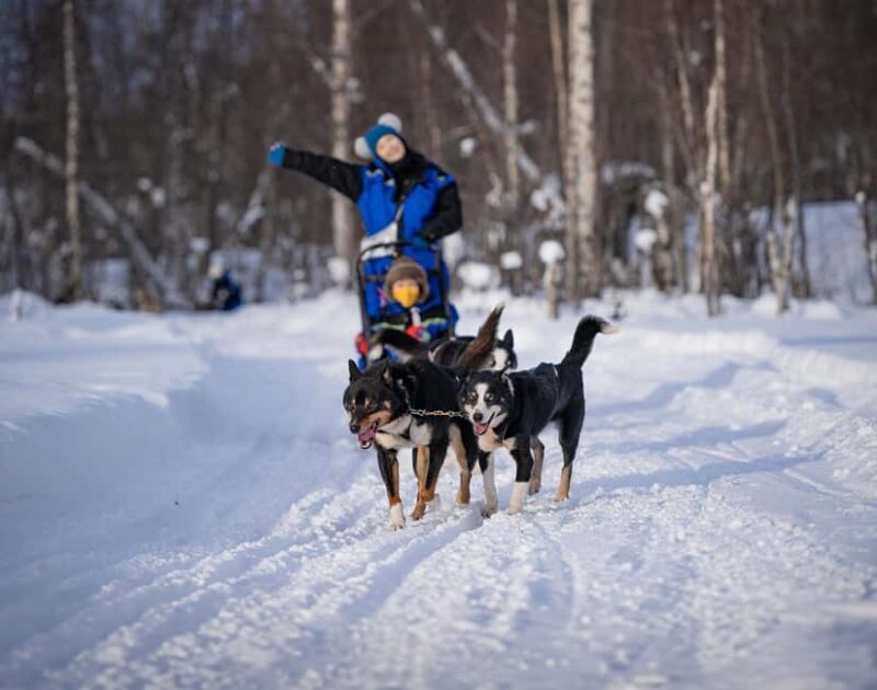 Tromsø: Dog Sledding Adventure at Camp Aspemo - The Sum Up