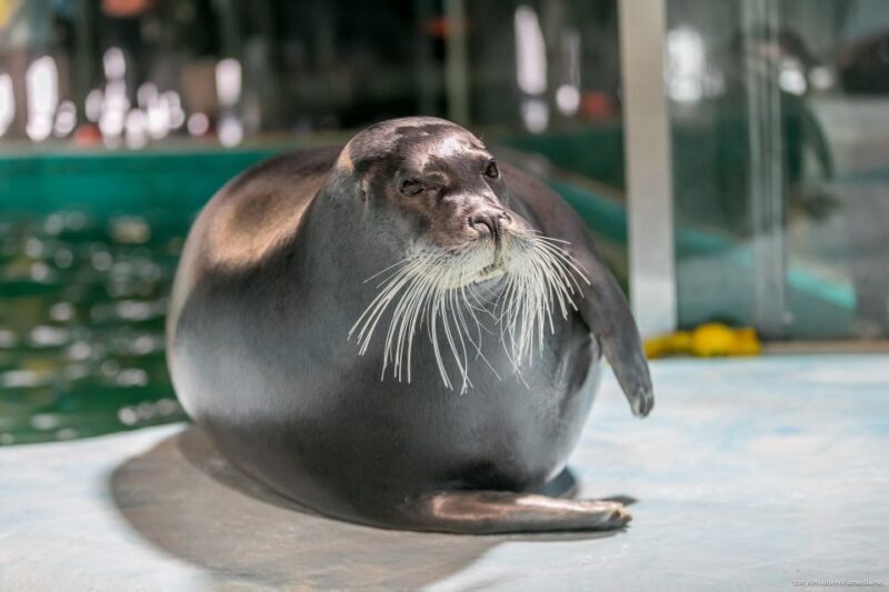 Tromsø: Entrance Ticket to Polaria - Live Seal Feedings and Training Sessions