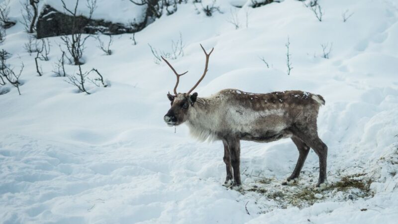 Tromsø: Exclusive Fjord Adventure by Bus - An In-Depth Look at the Tromsø Fjord Bus Tour