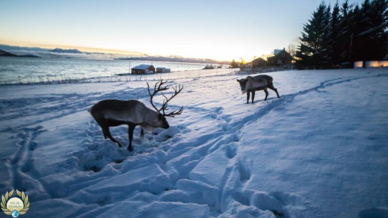Tromsø: Exclusive Fjord Adventure by Bus - The Real Experience from Travelers