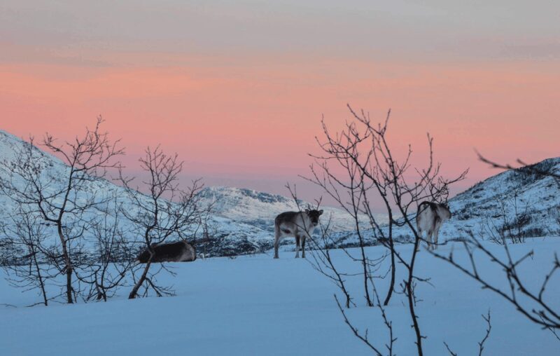 Tromso: Fjord Arctic Adventure Expedition - Practical Tips for Future Travelers