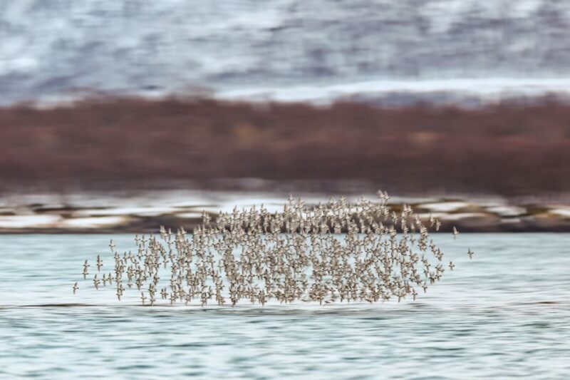 Tromsø: Fjord History Cruise with Snack and Drinks - The Wildlife and Scenery: What Youll See