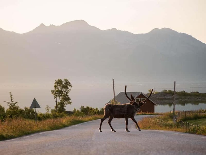 Tromsø: Fjord Tour and Visit to Sommarøy with Expert Tour Guide in Italian - An In-Depth Look at What the Tour Offers